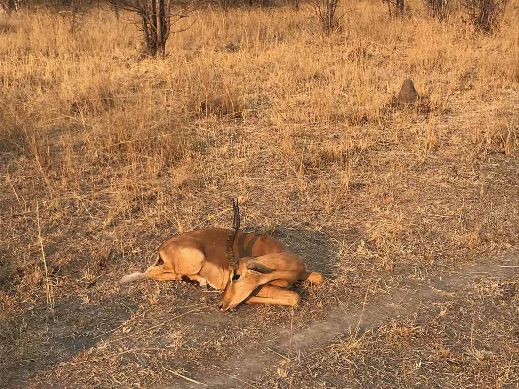 The true value of trophy hunting | Adam Hart | The Critic Magazine