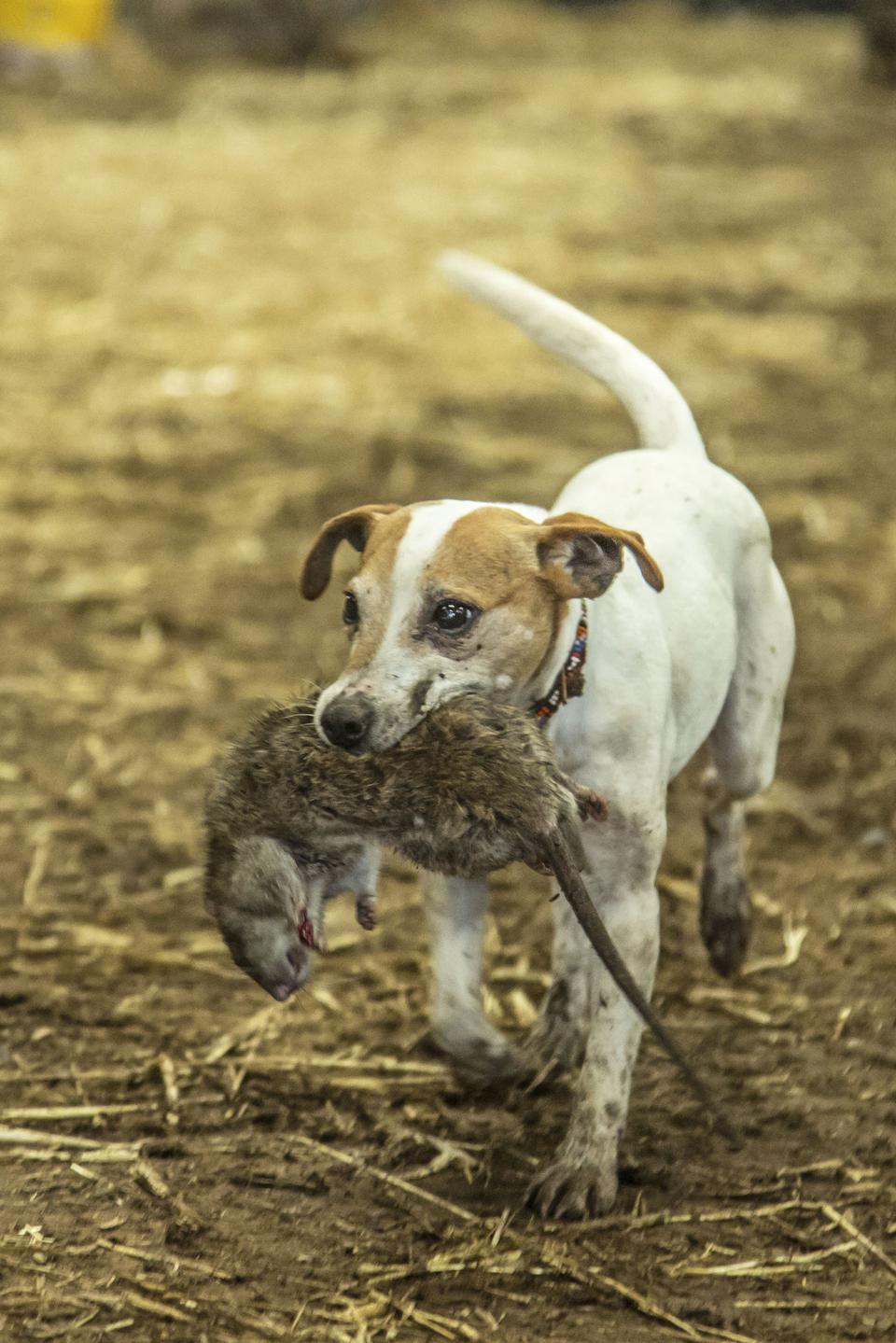 Pedigree chums | Patrick Galbraith | The Critic Magazine