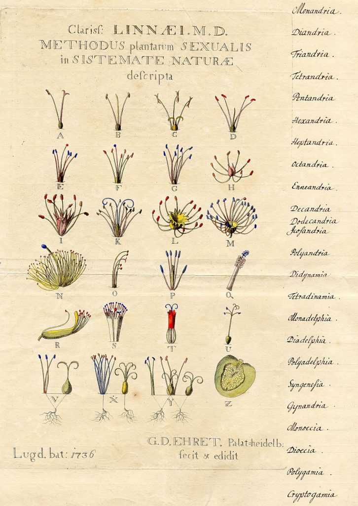 Is nature non-binary? | Esmé Partridge | The Critic Magazine