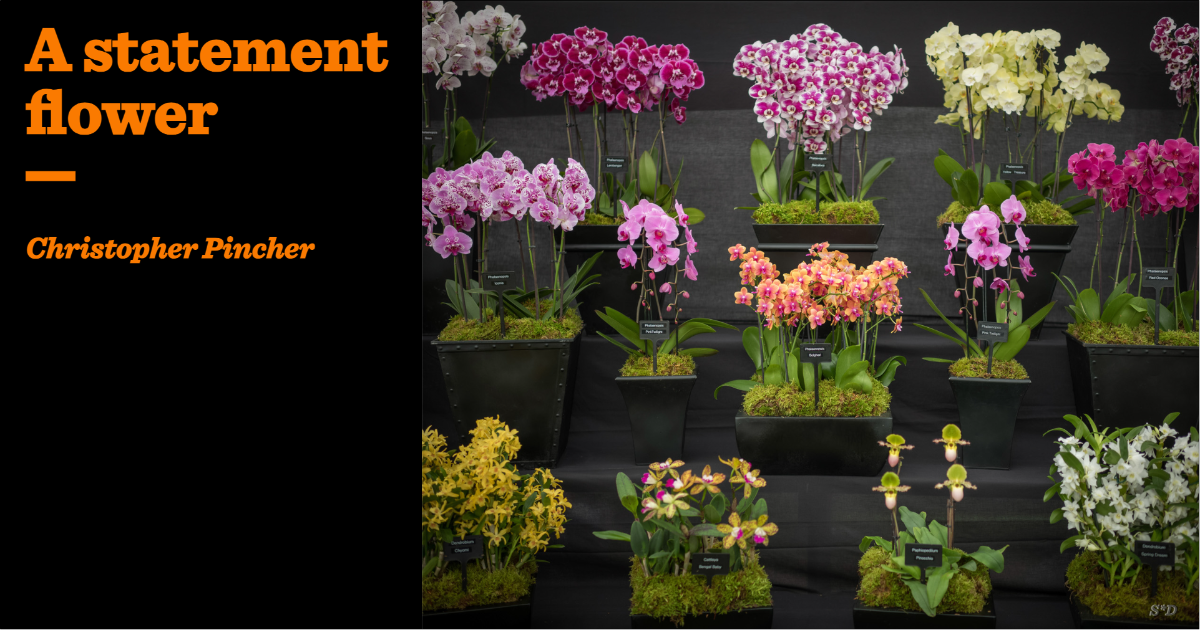 A statement flower | Christopher Pincher | The Critic Magazine