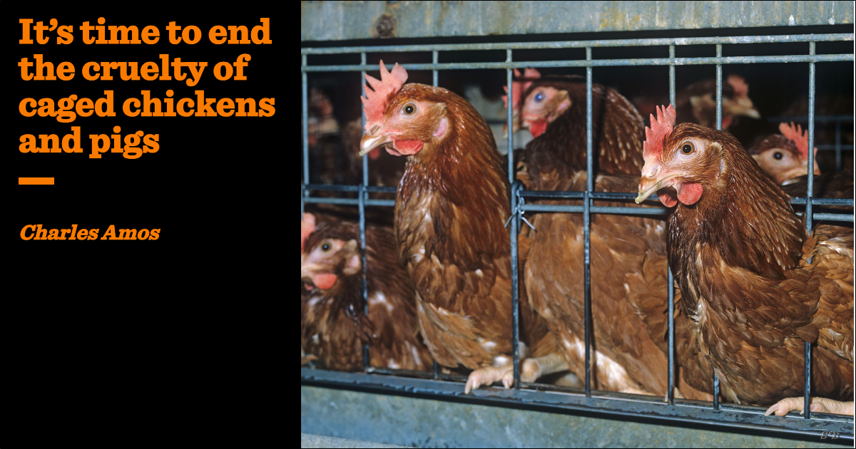 It’s time to end the cruelty of caged chickens and pigs | Charles Amos ...